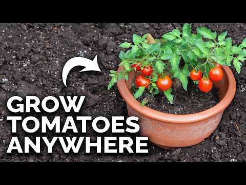 Grow Amazing Tomatoes In Containers 🍅 (COMPLETE GUIDE)
