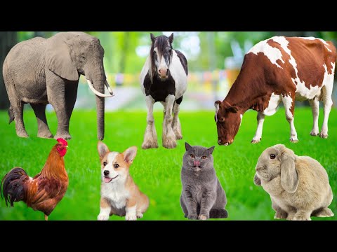 Explore Farm Animal Sounds: Sheep, Cow, Goat, Elephant, Cat, Dog, Chicken, Duck, Pig – Animal Video