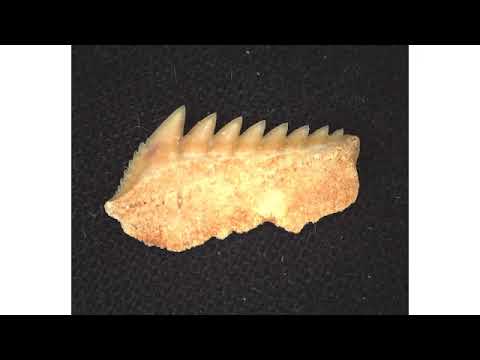 Sharkteeth Fossils for Sale