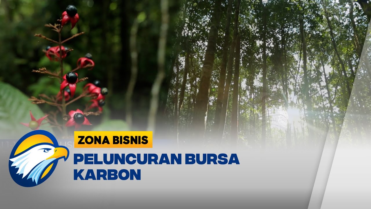Aktivitas Perdagangan Karbon Dalam Negeri Ditaksir Mencapai 15 Miliar USD