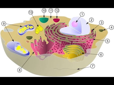 LES ORGANITES CELLULAIRES, DÉFINITIONS ET RÔLES