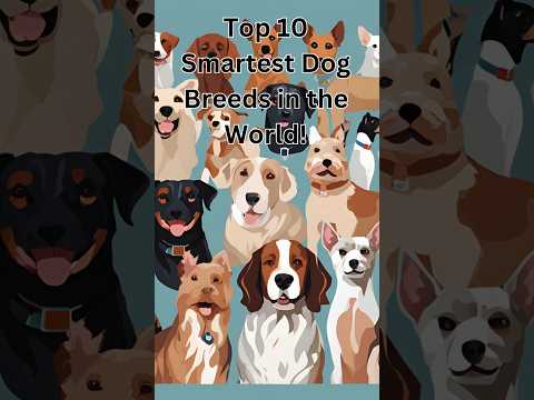 Top 10 Smartest Dog Breeds in the World!