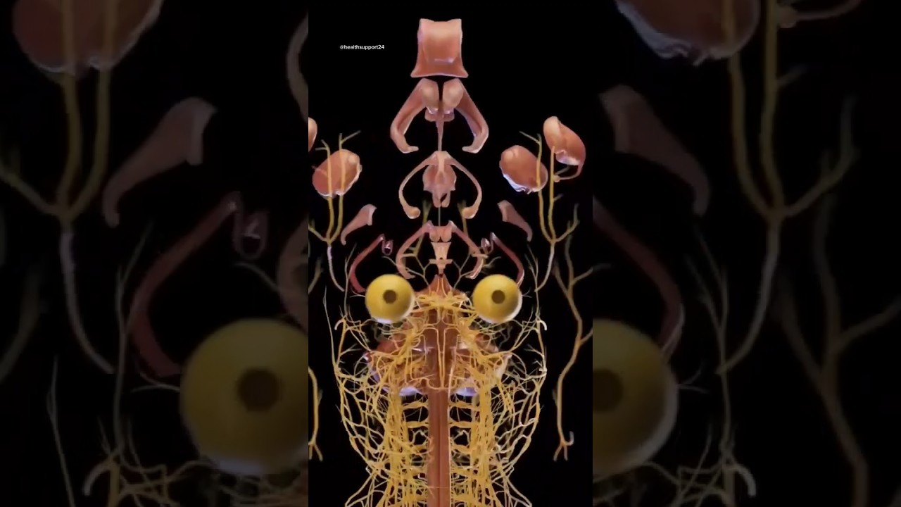 3d structure of human eyes #3danimation #biology #shorts