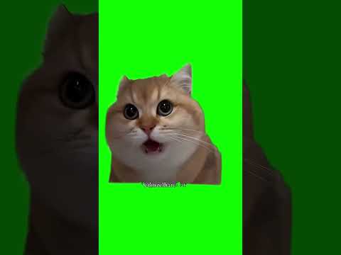 Cat surprised while eating green screen