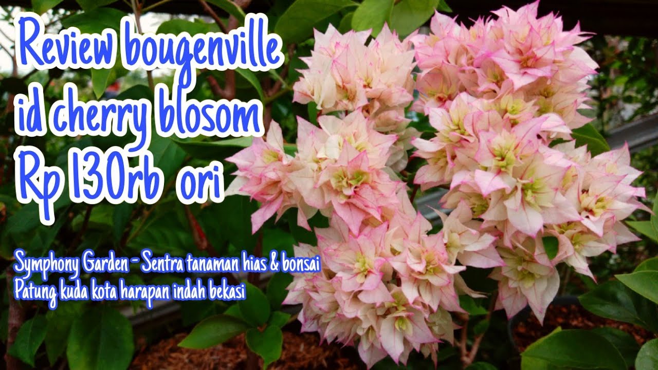 Bougenville bunga tumpuk id hawaii cherry blosom harga 130rb