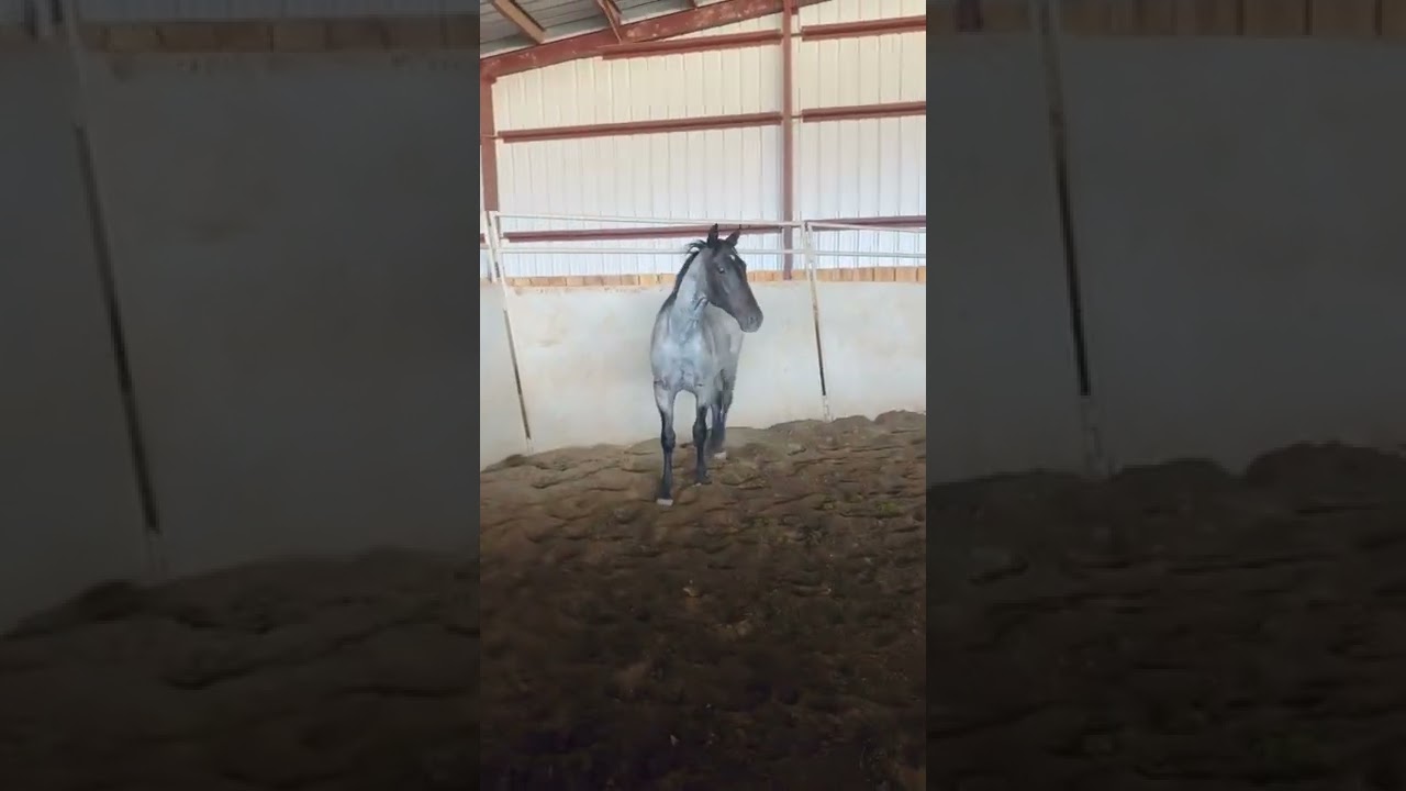 Lot #27 Memory Ranches Colt Sale - “MY Cibecue 102” yearling horse colt. Sells August 20th, 2022!