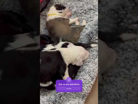 Sheepadoodle puppies taking deposits now!🩷 #puppy #cute #sheepadoodle #doodle #arizona