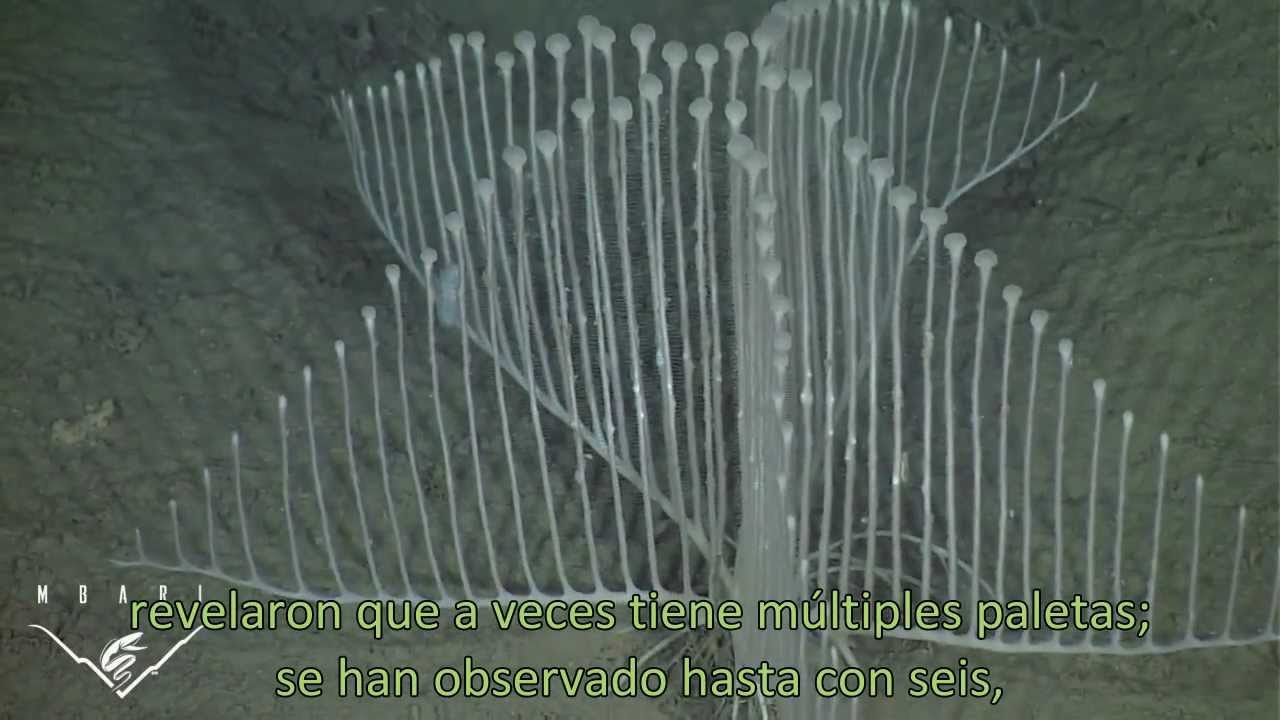 Esponja arpa