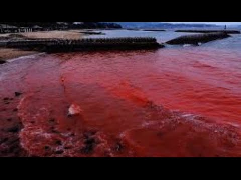 Water Turns Blood Red Toxic red tide algae moves north near Tampa Bay