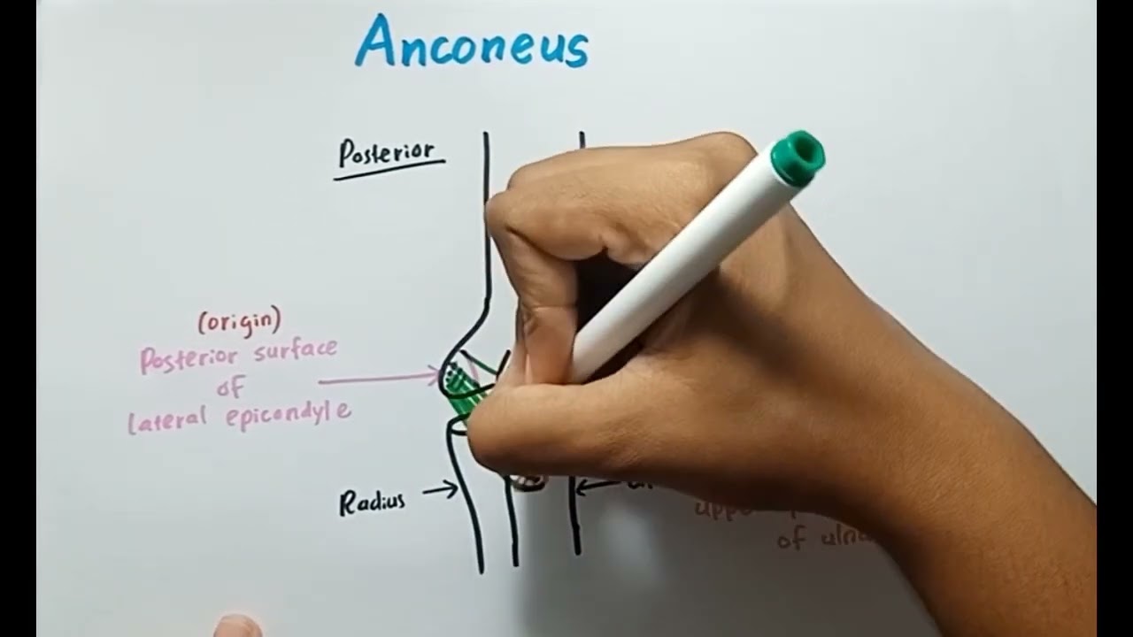 ANCONEUS MUSCLE? Learn in just 2 minutes