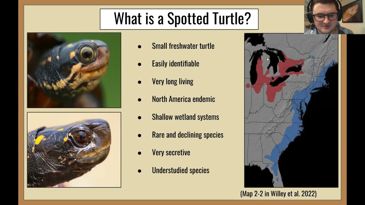 The Secrets of Spotted Turtles