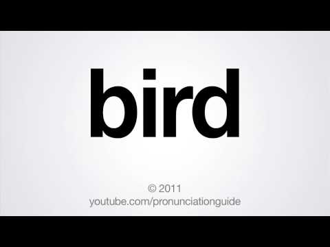 How to Pronounce Bird