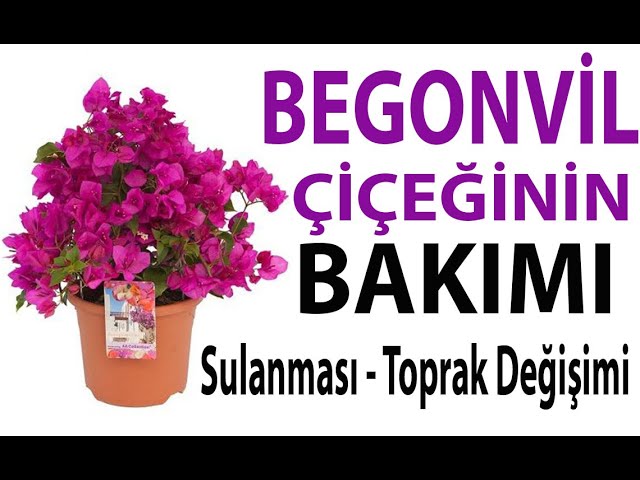 Begonvil Çiçeği Bakımı, Nasıl Çoğaltılır? Püf Noktaları - Nefis Yemek ...