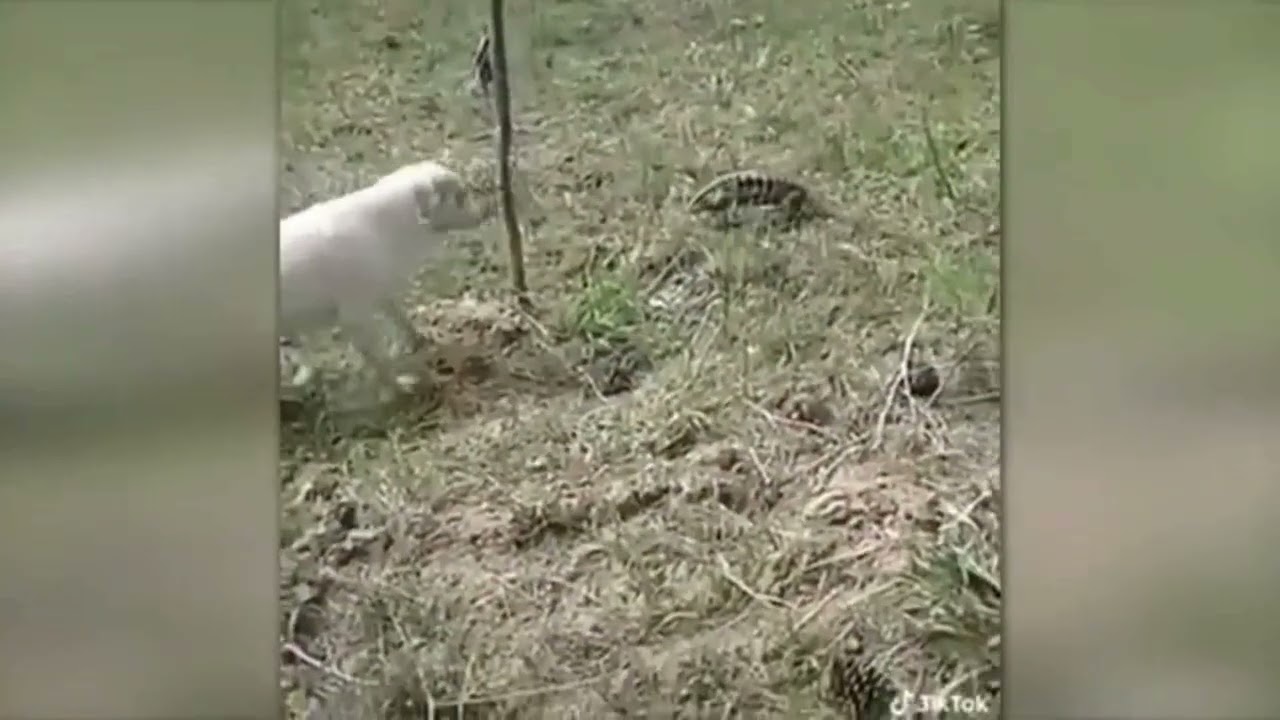 Iguana Chases off Dog... #shorts