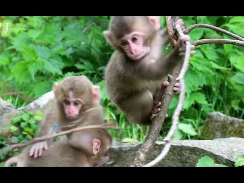 Baby monkey climbing trees and playing