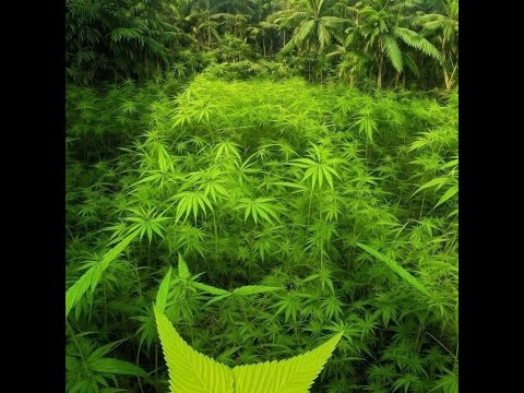 Steam Community :: Video :: weed soldier himself