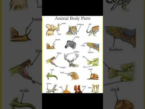 Animal Body Parts Vocabulary | Advance English Vocabulary #shorts