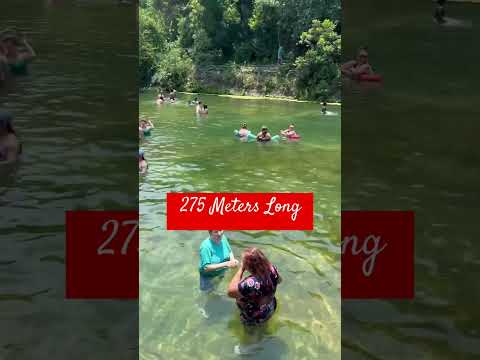 Barton Springs Pool: A perfect place to beat the heat in Austin #shorts
