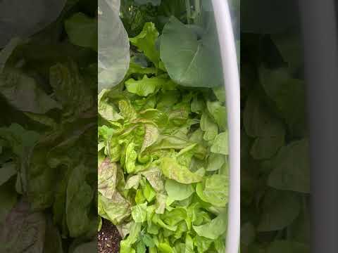 Mulch Options for Your Vegetable Garden