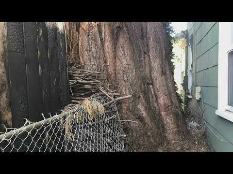 Property owner: Tree is cause of damage