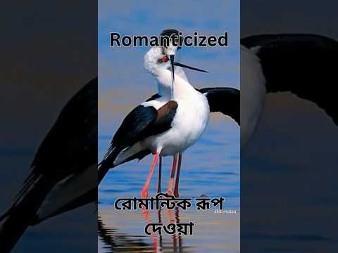 Romanticized I Vocabulary I Romanticized means I #vocabulary #vocabs #birds #wildlife