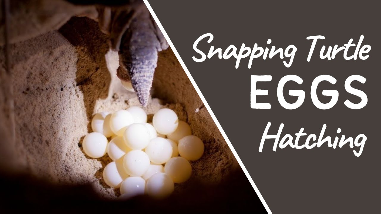 Snapping Turtle Eggs Hatching