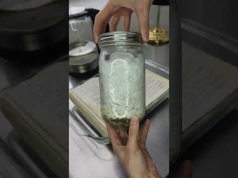 Growing Mushrooms on Recycled Books | Mycology Experiment