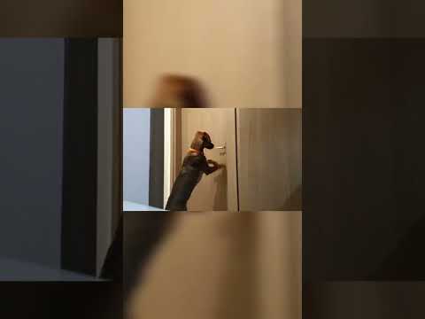 Our Dog Learnt How To Open Doors! #shorts #puppy #doglife #clever #smart #funny #furbaby