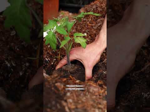 Have you planted tomatoes already? #tomato #paradiznik #nodig #greenhouse #compost #seedling