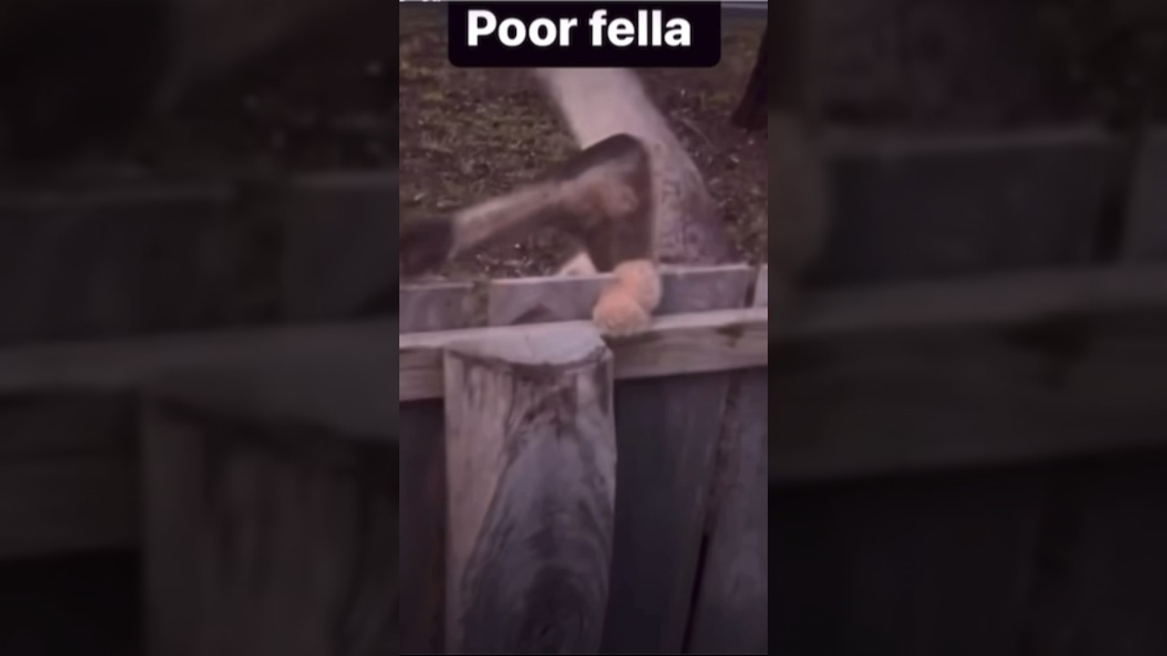 Not My NUTS😱 #australia #kangaroo #hurt #funny #laugh #wildlife #nature #shorts #reels #new #viral