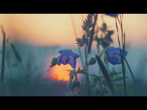 Hasta La Raíz Natalia Lafourcade English Translation