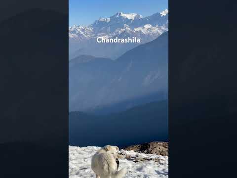 Chandrashila trek, UK #india #mountains #dog #peace #snow #trekking #music #naturelovers #travel