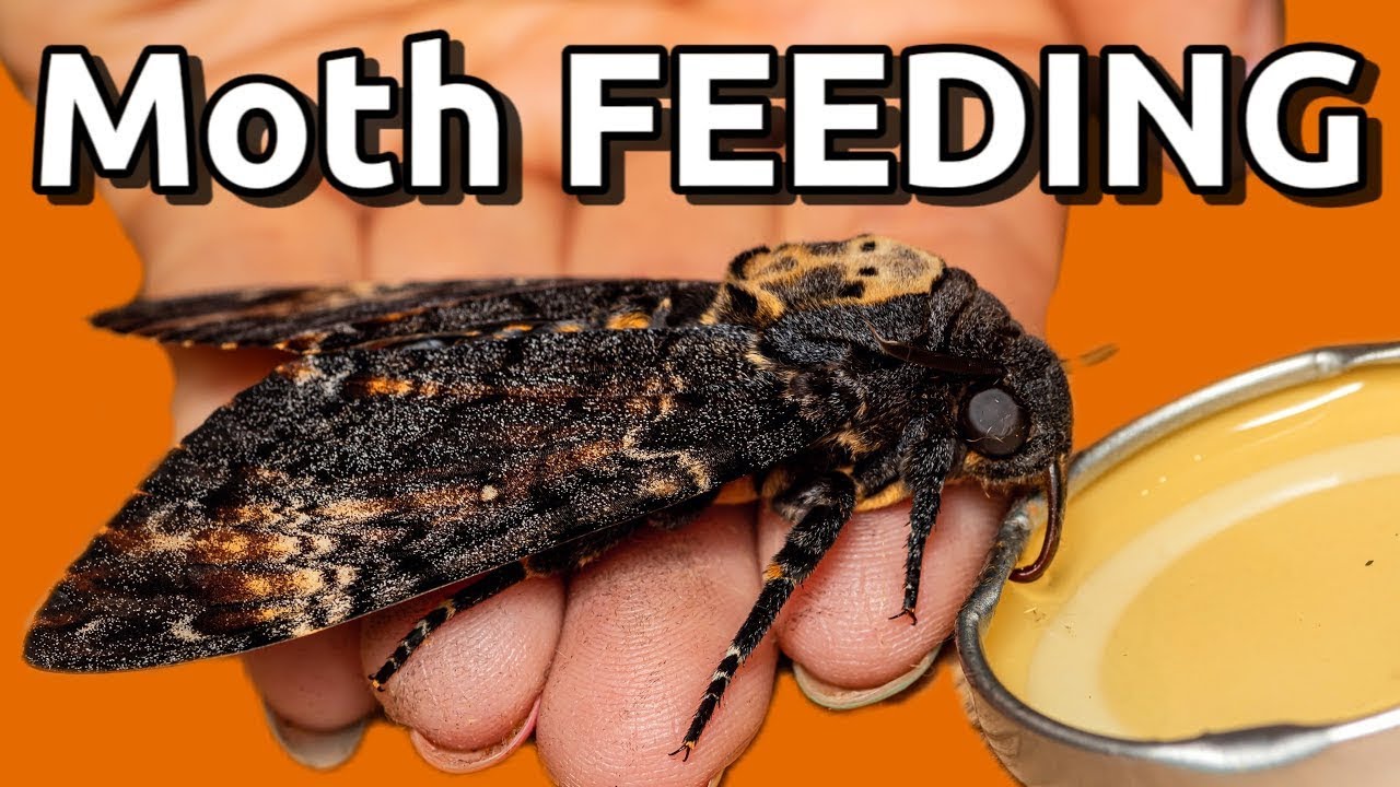 How I feed my Moth! EASY