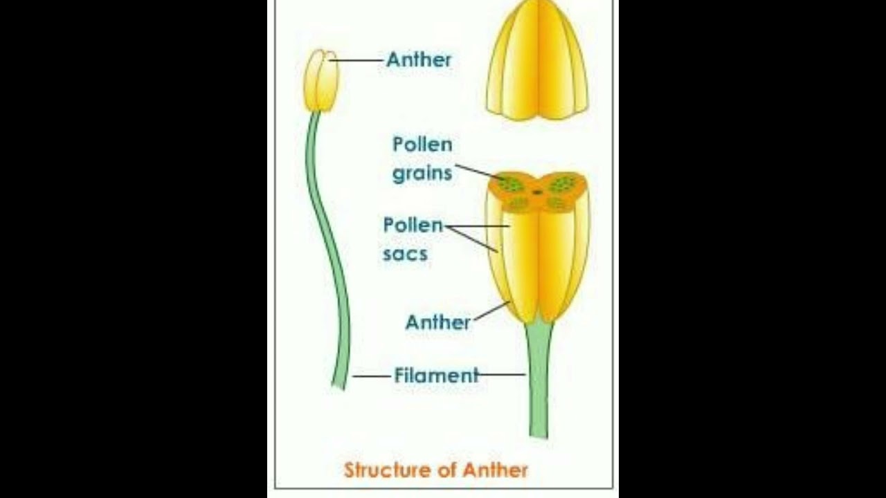Structure of Anther || Parts of flower