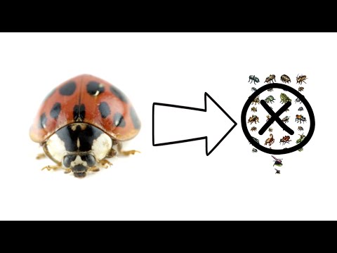 Why Asian beetles are considered as pests