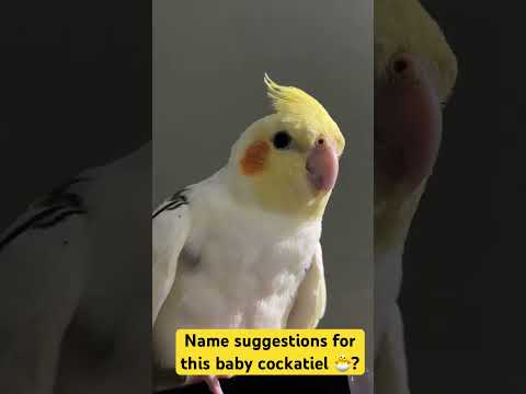 Name suggestions for this baby cockatiel 🐣💕 #bird #cockatiel #cutebird #cuteparrot #cute #parakeet