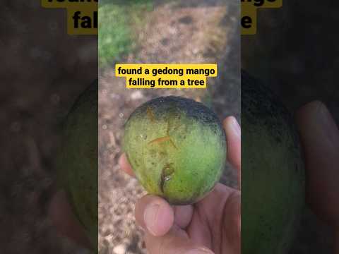 found a gedong mango falling from a tree #shorts #mango