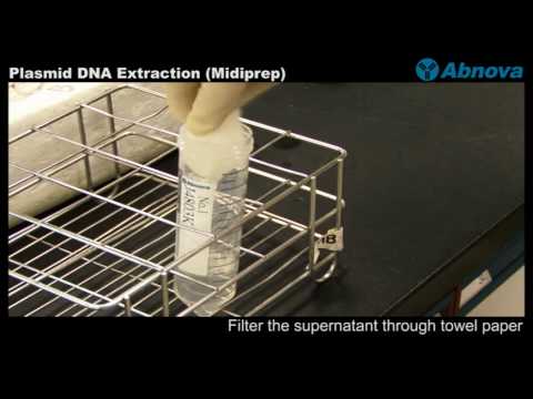 Plasmid DNA Extraction (Midiprep)