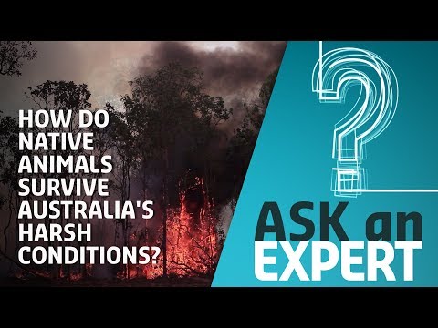 How do native Australian animals survive Australia's harsh environment? | Ask An Expert
