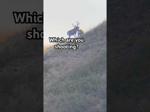 What’s your dream hunt? #deer #elk #muledeer #hunting #bowhunting #archery #deerhunting #outdoors