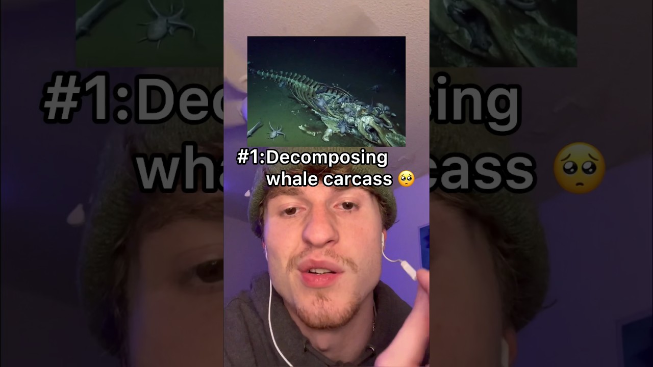 Cutest names to call your Older sibling