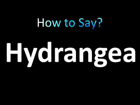 How to Pronounce Hydrangea (correctly!)