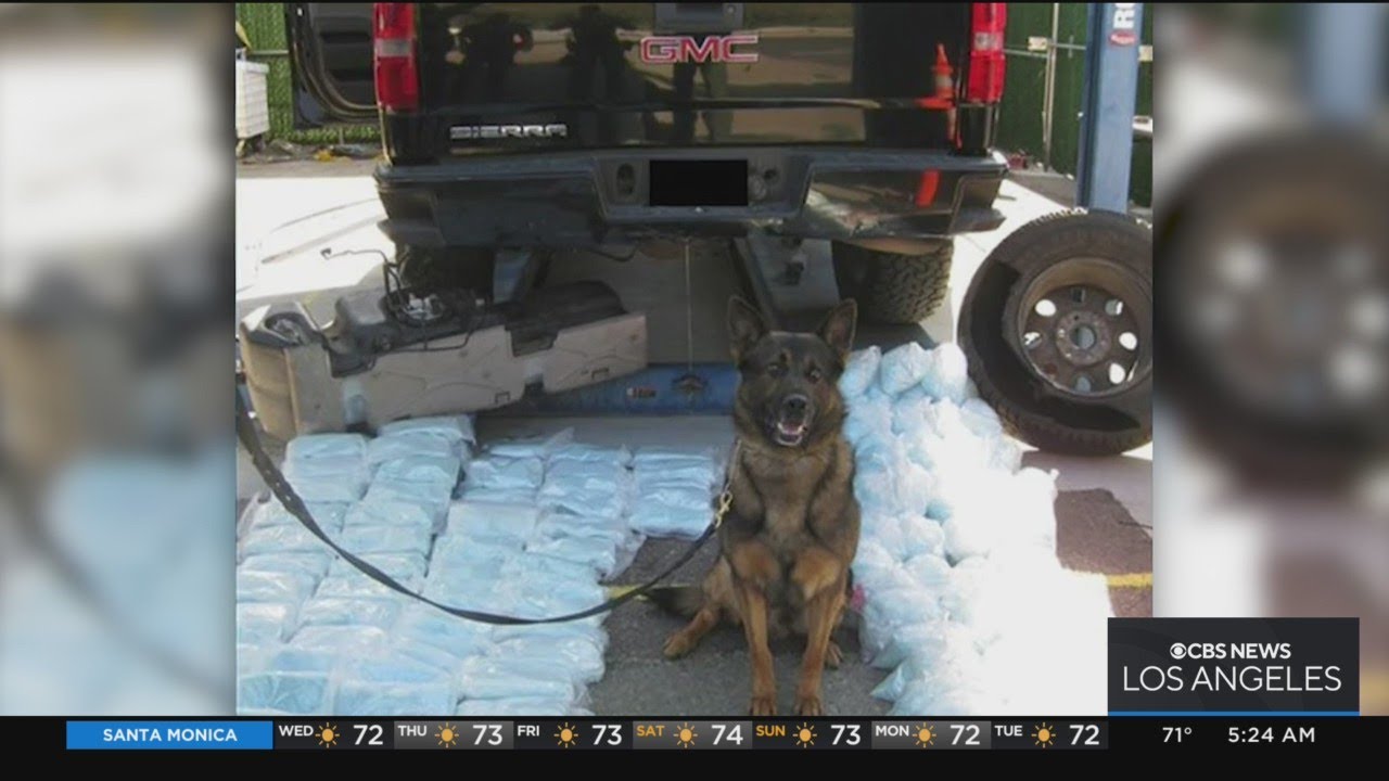 Border Patrol K-9 leads to massive fentanyl bust