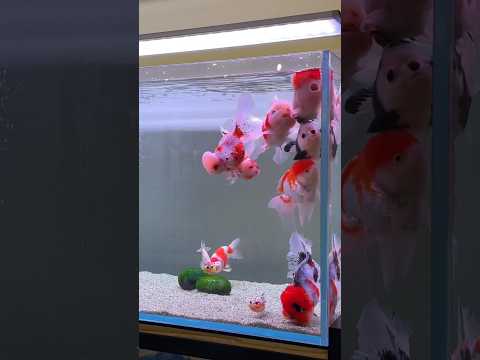 Cute Oranda gold fish 🥺❤️ #oranda_gold_fish #goldfish #shorts
