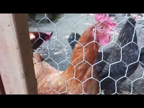 The chicken who demands attention 🐓