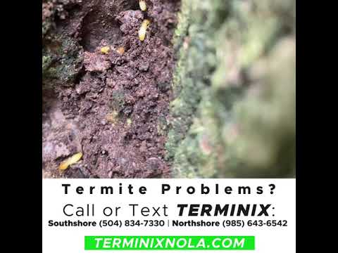 Tonight's The Night | Terminix NOLA & Northshore