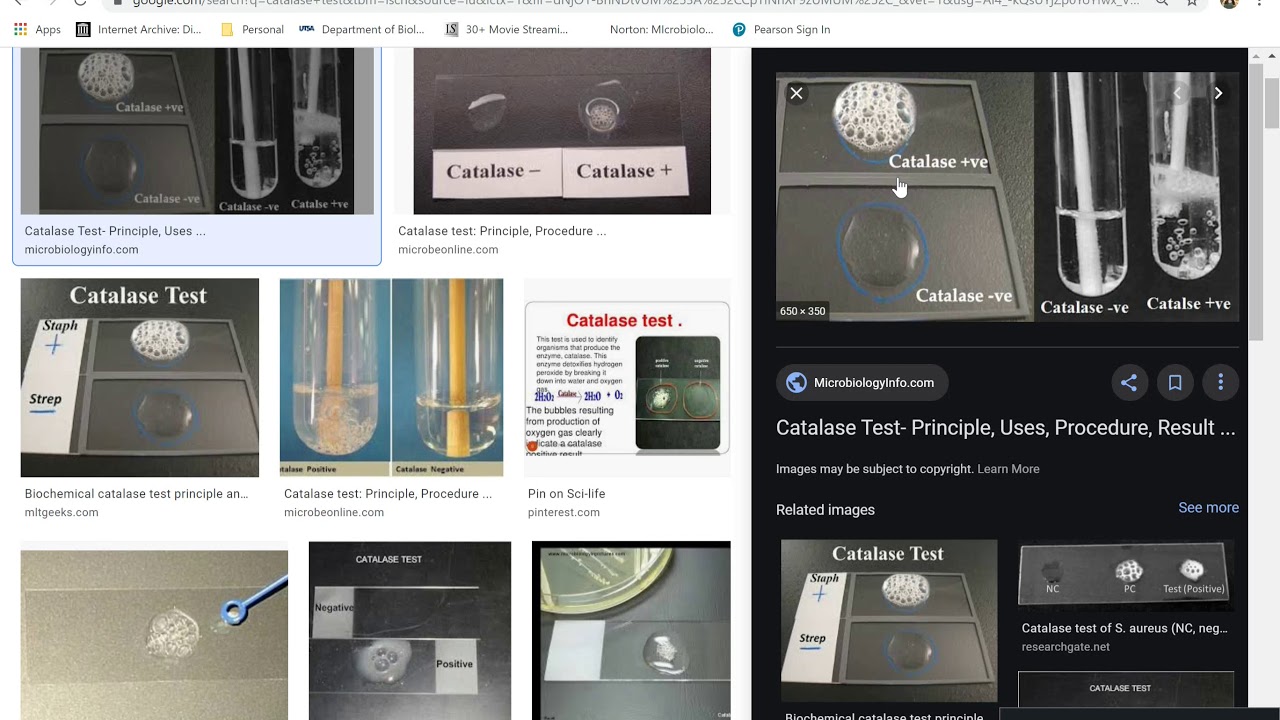 BIOL 2420   exam 2 lab review