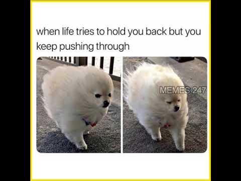 Funny Memes That Will Make You Laugh (#355)| Relatable Memes | Funny Picture Memes๐ #shorts