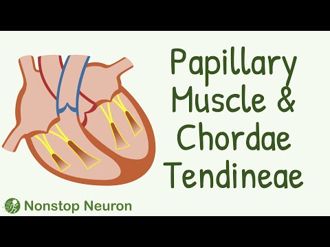 Importance of Papillary Muscle and Chordae Tendineae in Heart