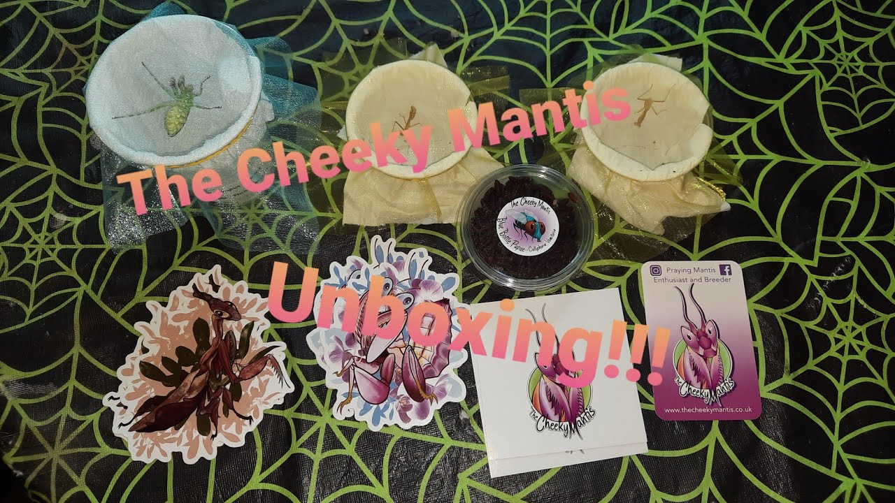 The Cheeky Mantis unboxing!!!